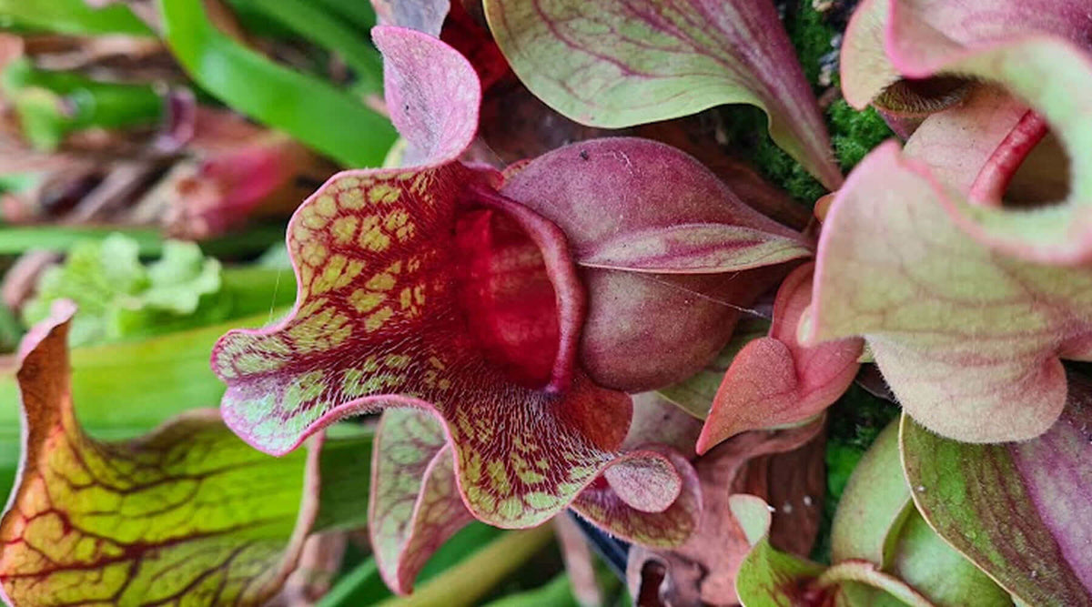 Sarracenia rosea or S. purpurea subsp. venosa var. burkii?