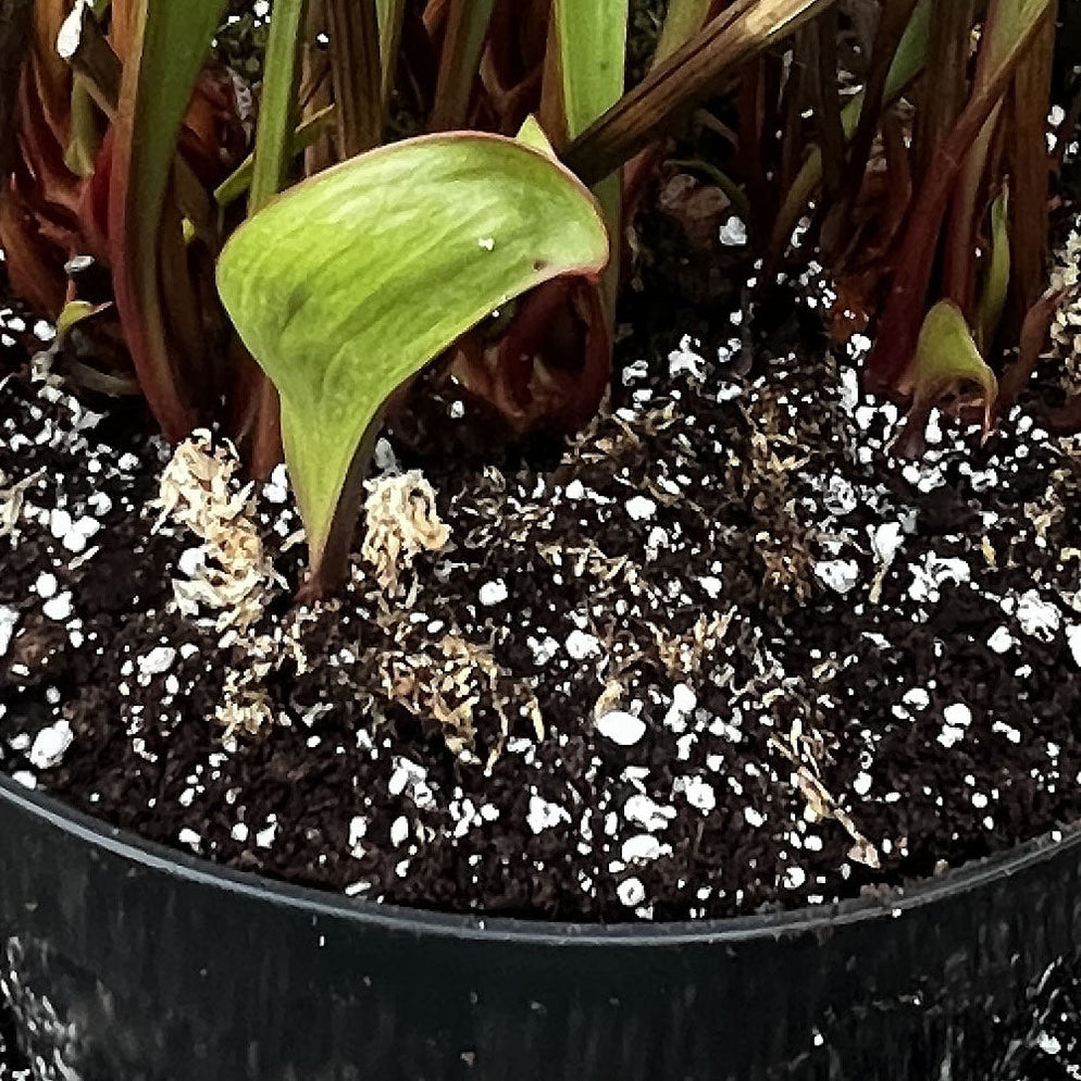 How to Make the Best Sarracenia Soil Mix | Pitcher Plant Soil Recipe