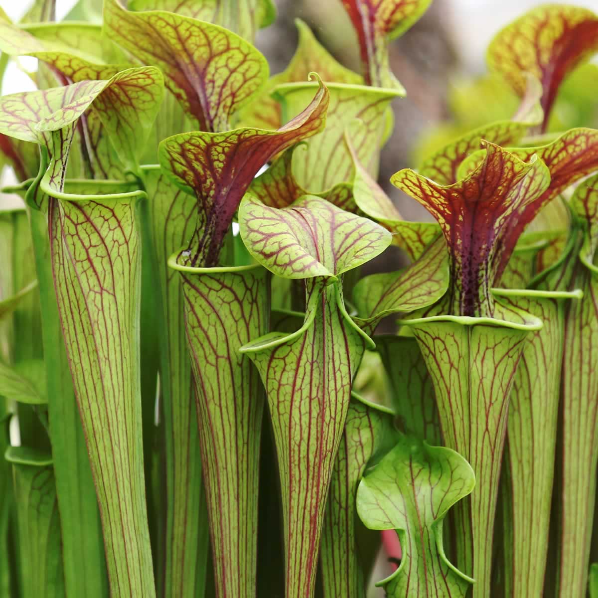 Sarracenia flava - Yellow Pitcher Plants | Sarracenia House