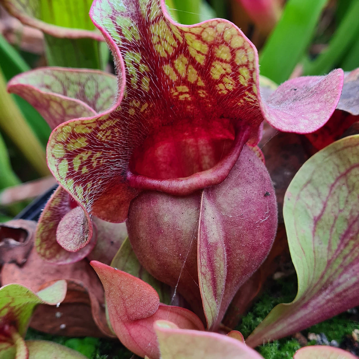Sarracenia purpurea ssp venosa var burkii | Sarracenia House