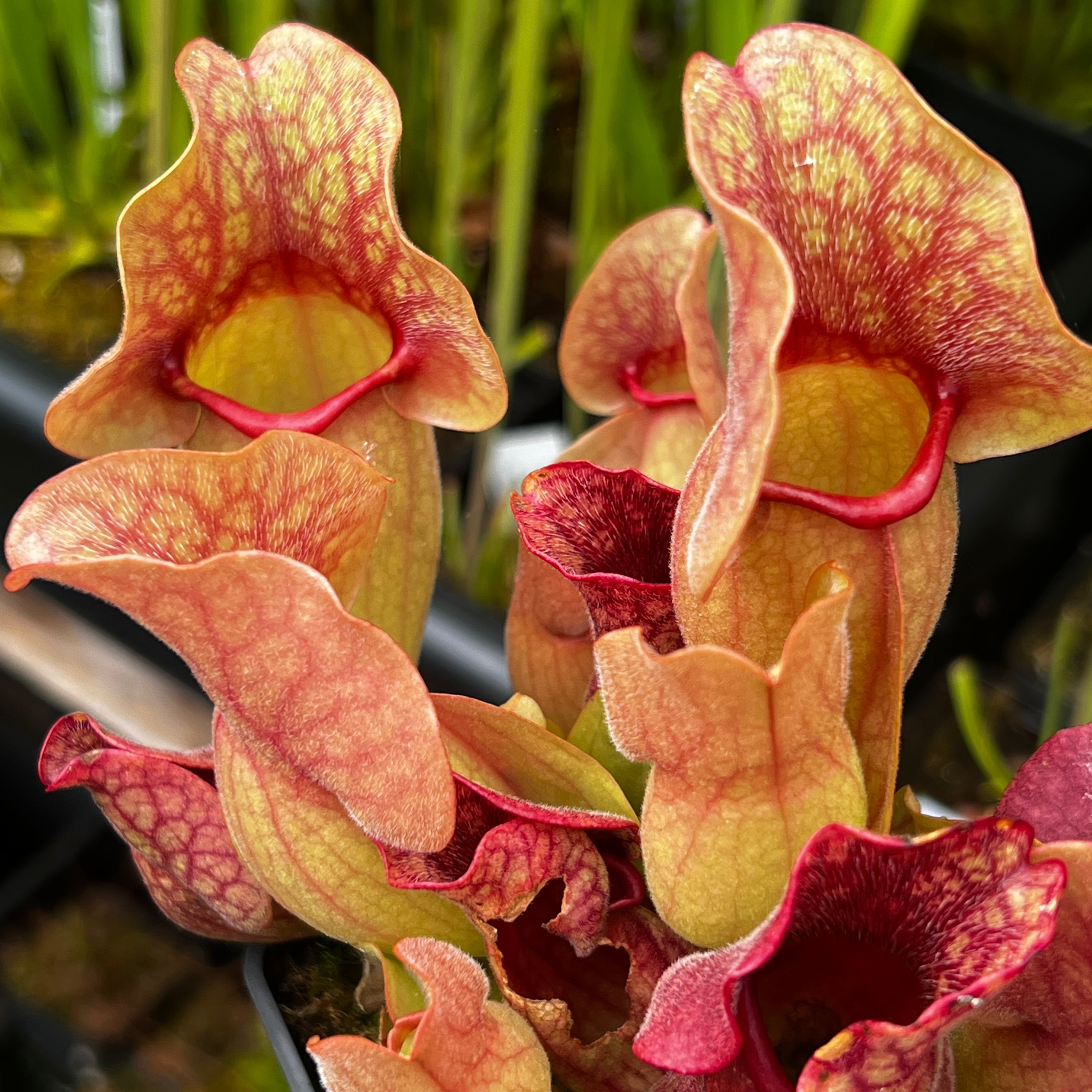 Sarracenia purpurea subsp venosa var burkii (Citronelle, AL)