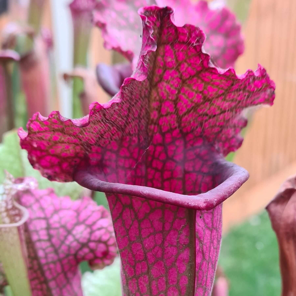 Sarracenia 'Juthatip Soper' | Carnivorous Pitcher Plant