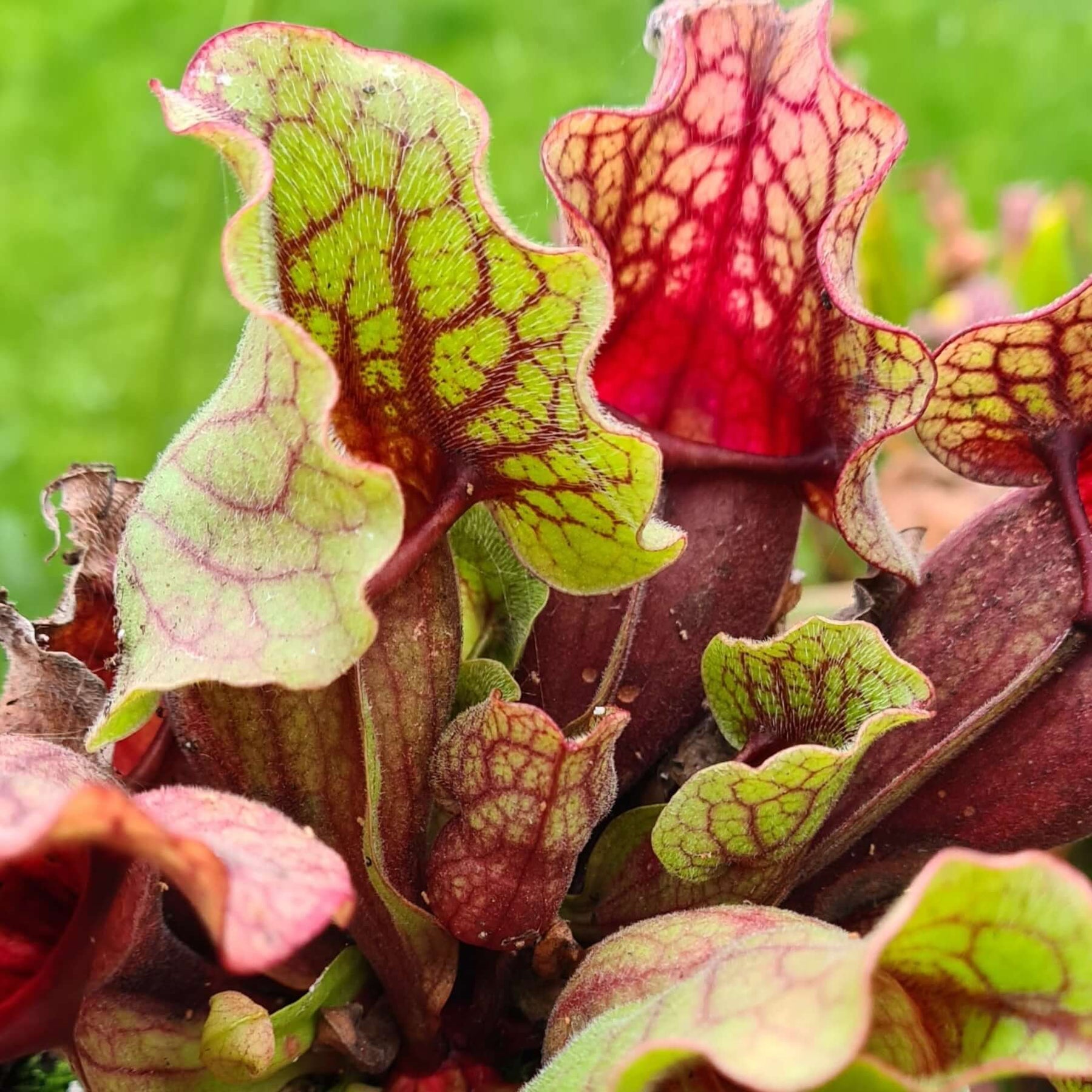 Sarracenia purpurea subsp. venosa 'Sylwia' | Pitcher Plant