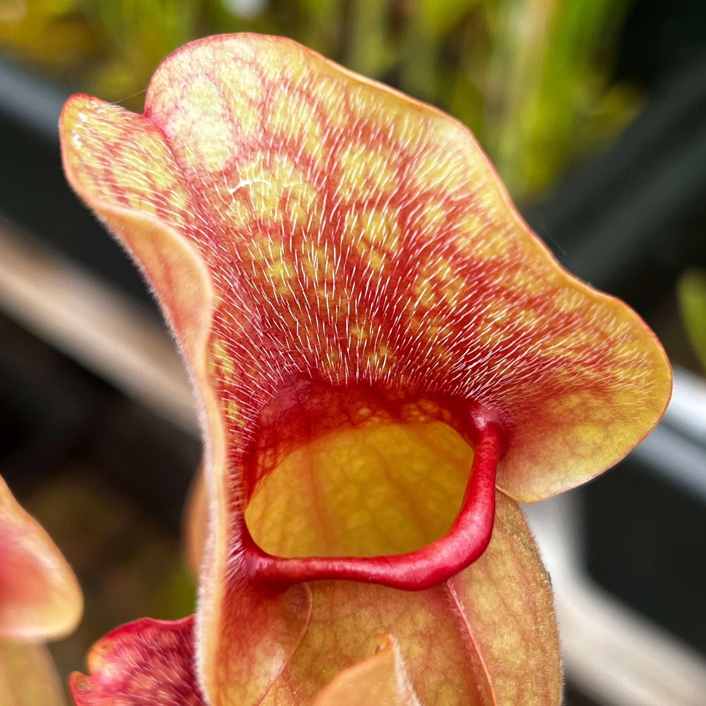 Sarracenia purpurea subsp venosa var burkii (Citronelle, AL)