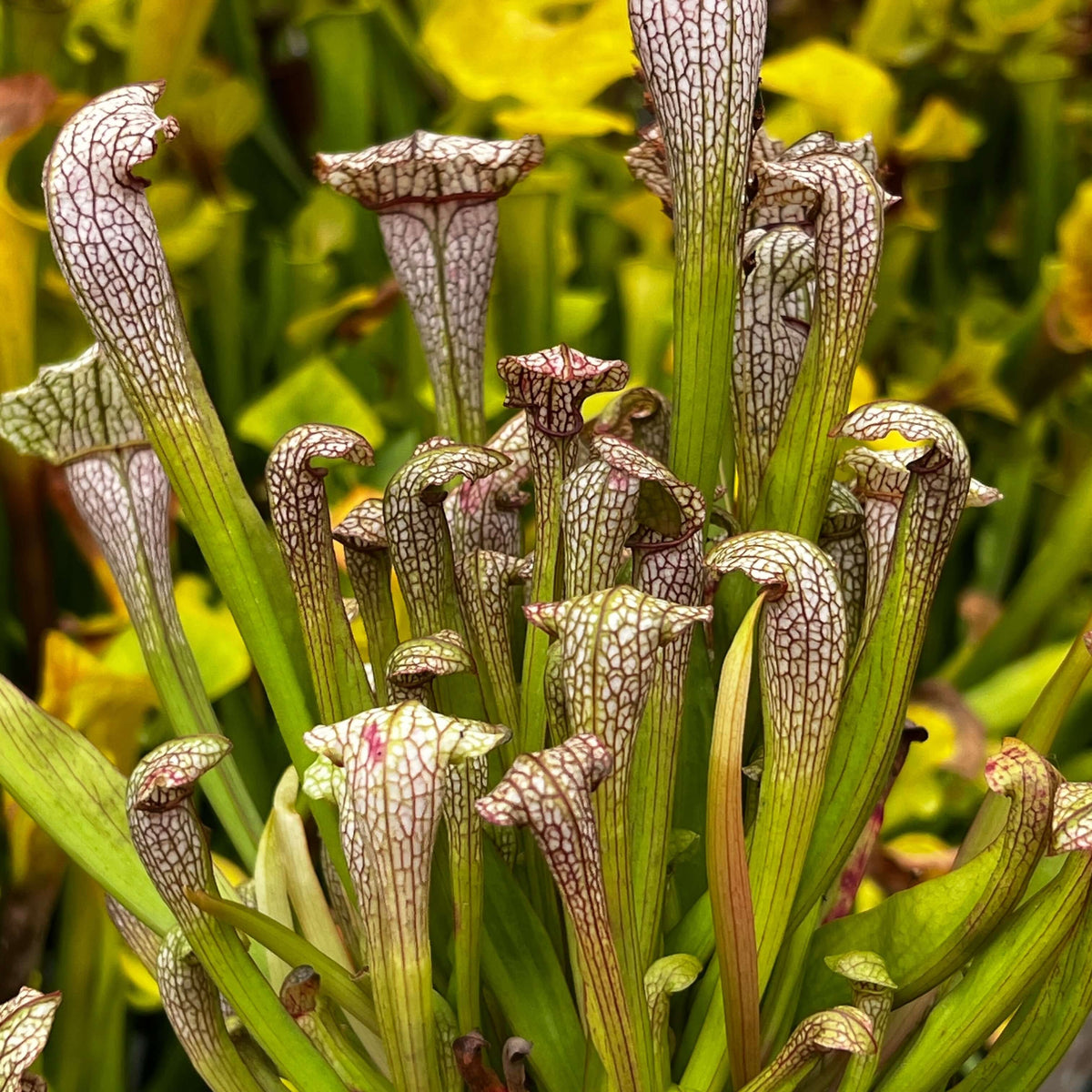 Sarracenia 'Ladies in Waiting' X 'Hummer's Hammerhead' Cl. 2