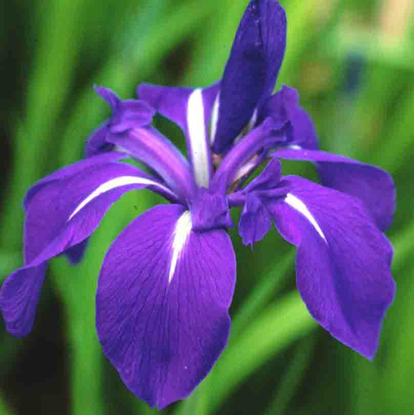 Buy Iris laevigata 'Royal Cartwheel' | Purple Flowers for Summer