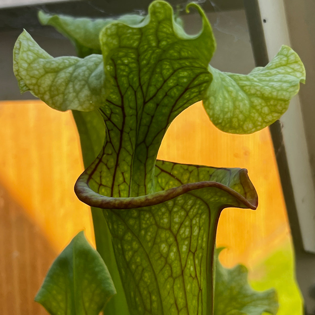 Sarracenia × moorei 'Monster' | Pitcher Plant