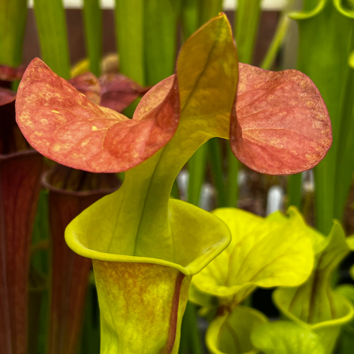 Sarracenia flava var. cuprea 'Lilian Cooper'