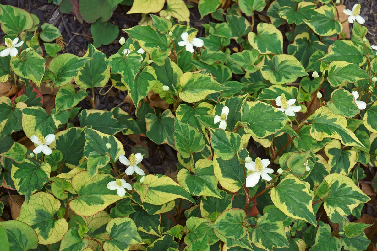 Buy Houttuynia cordata 'Boo-Boo' | White Flowers for Spring for Ponds