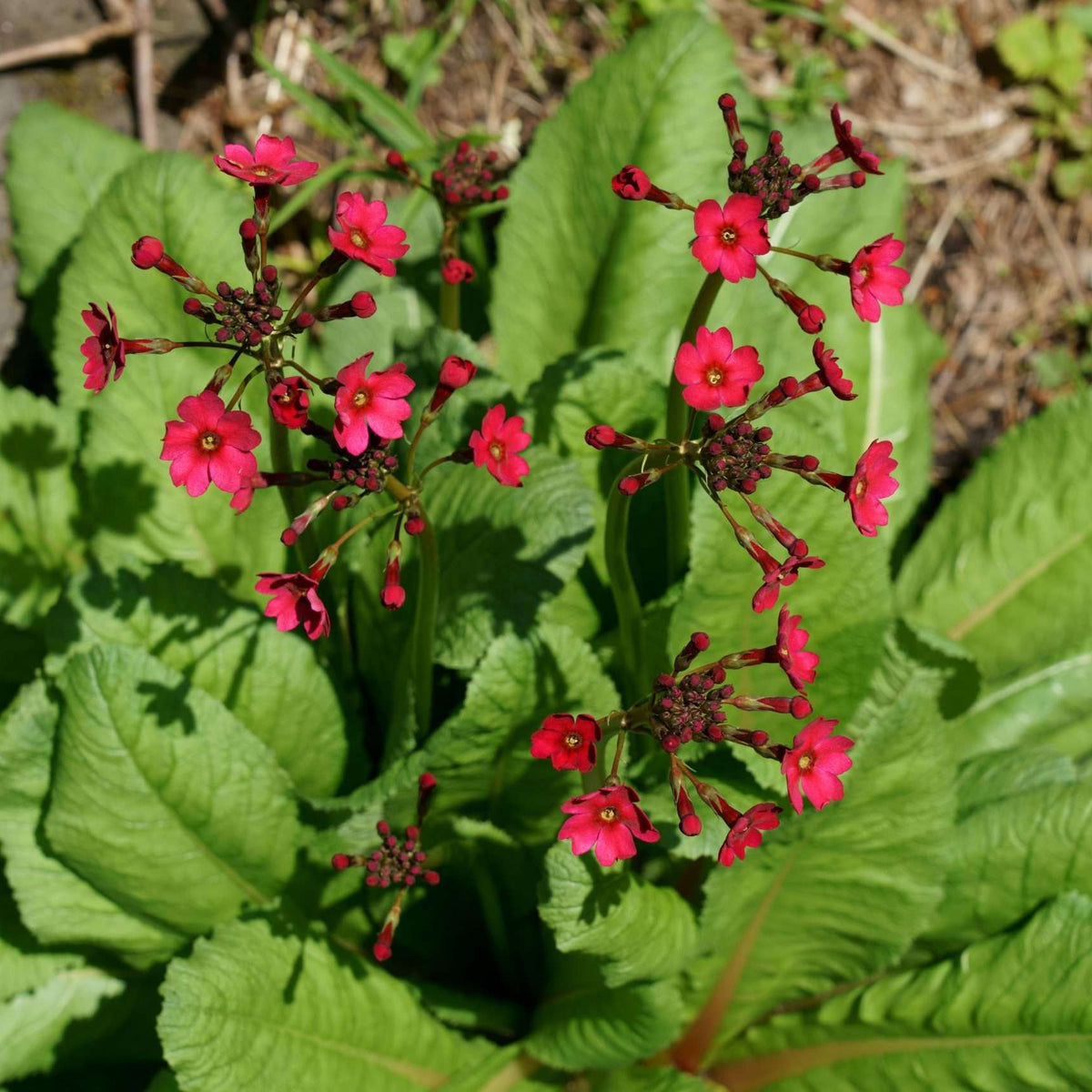 Buy Primula japonica (Japanese Primrose) | White Flowers for Spring f…
