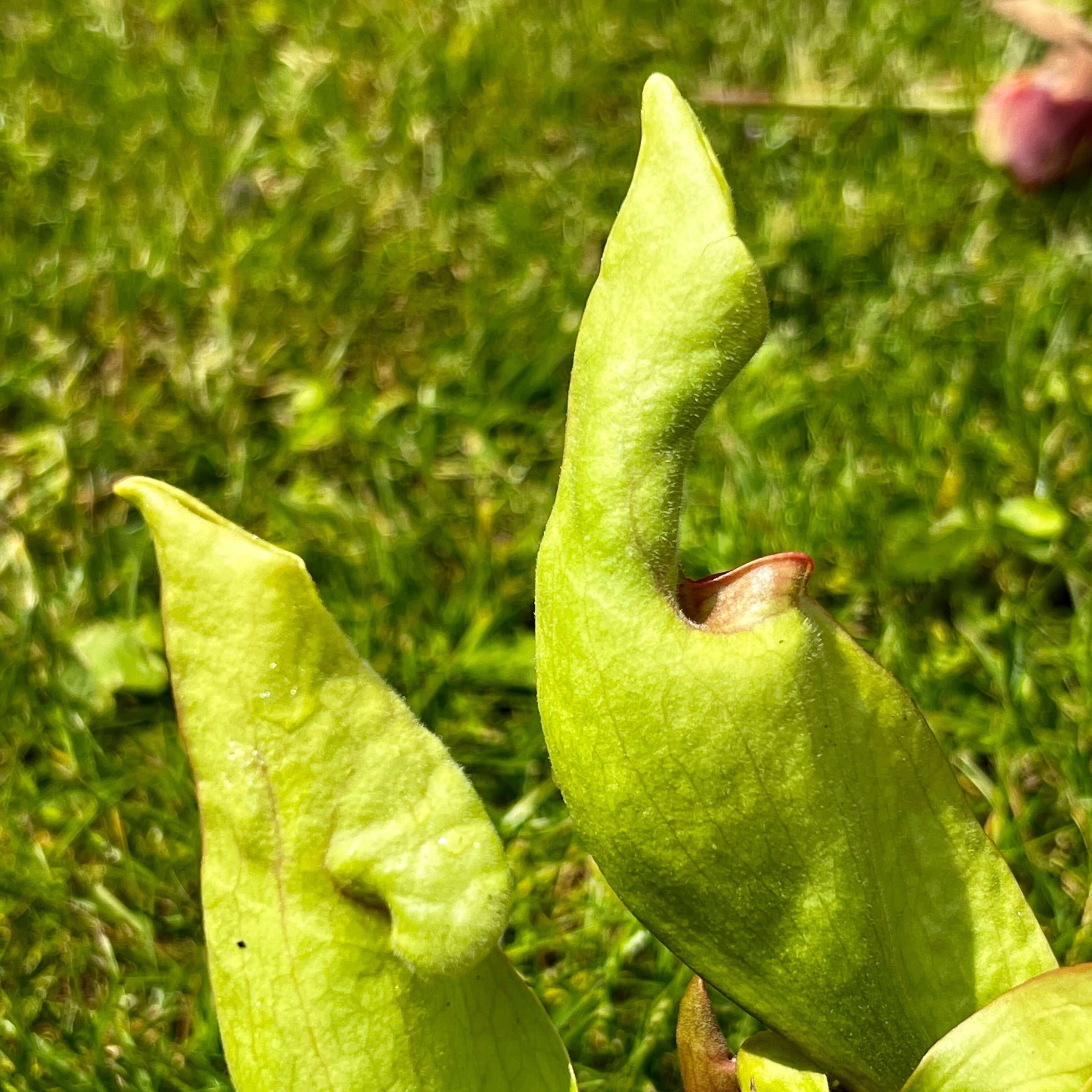 Sarracenia purpurea subsp. venosa var. burkii 'Smurf'