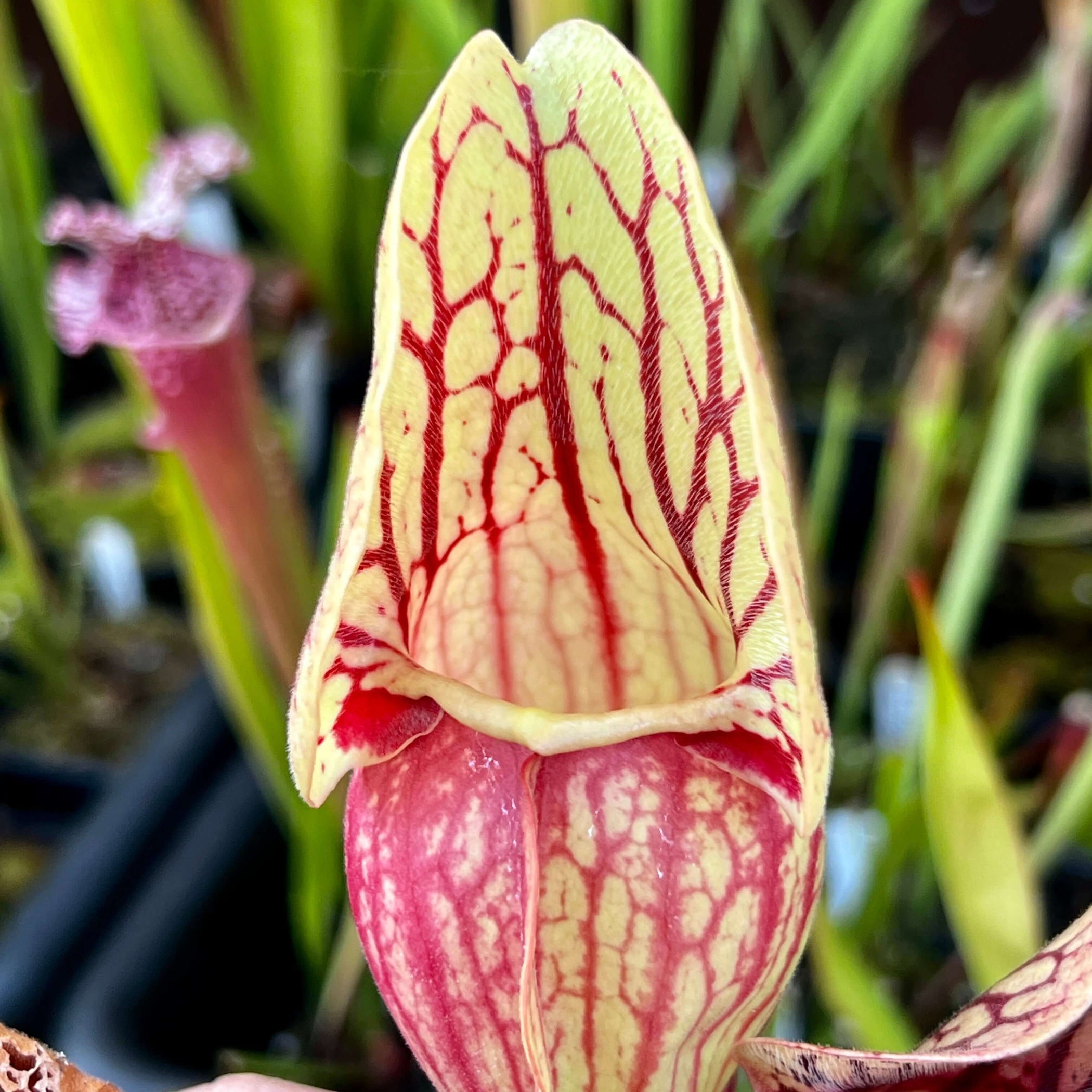 Sarracenia purpurea venosa montana (Tom's Swamp Rabun Co GA)