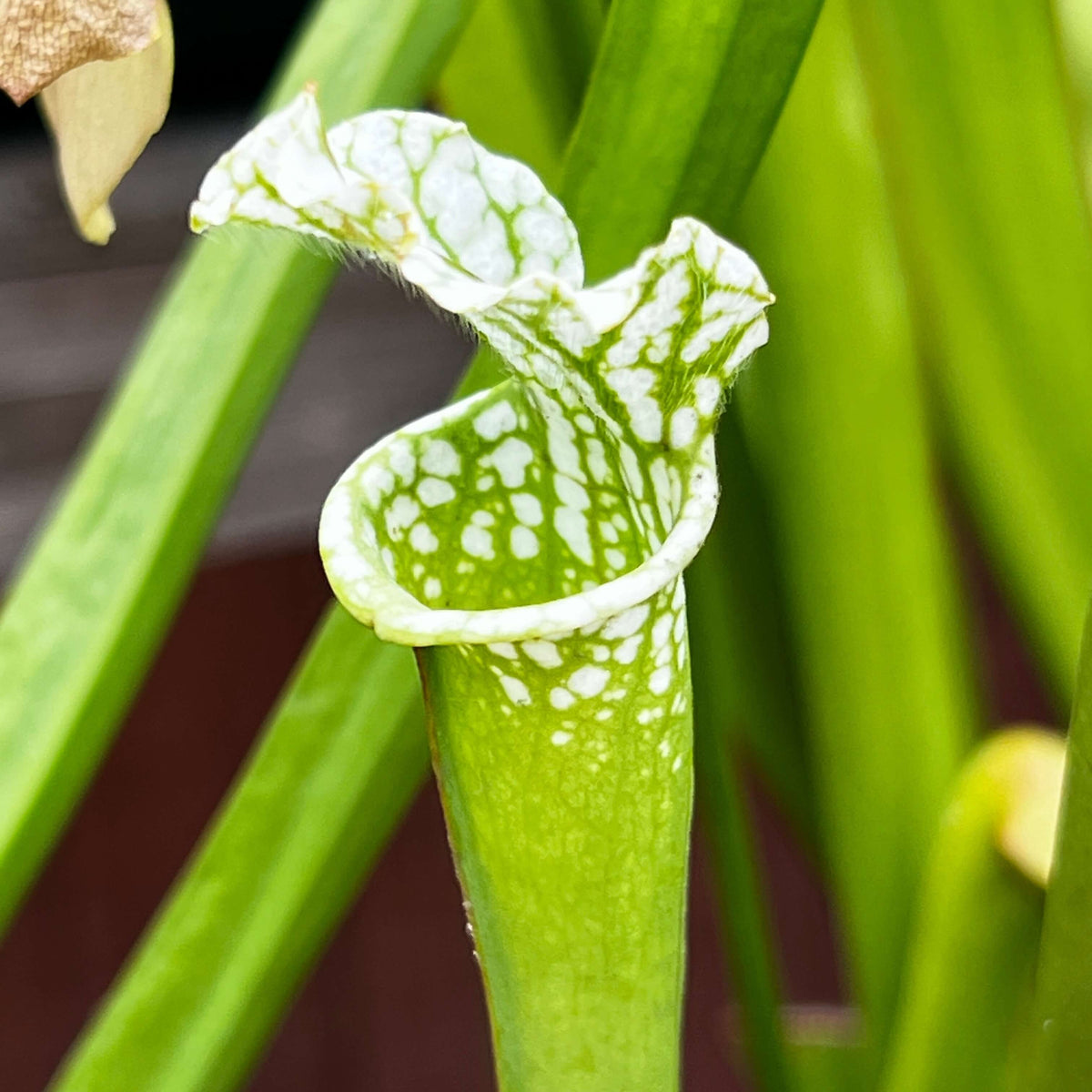 Sarracenia leucophylla alba - Green & White Top (Perdido AL)