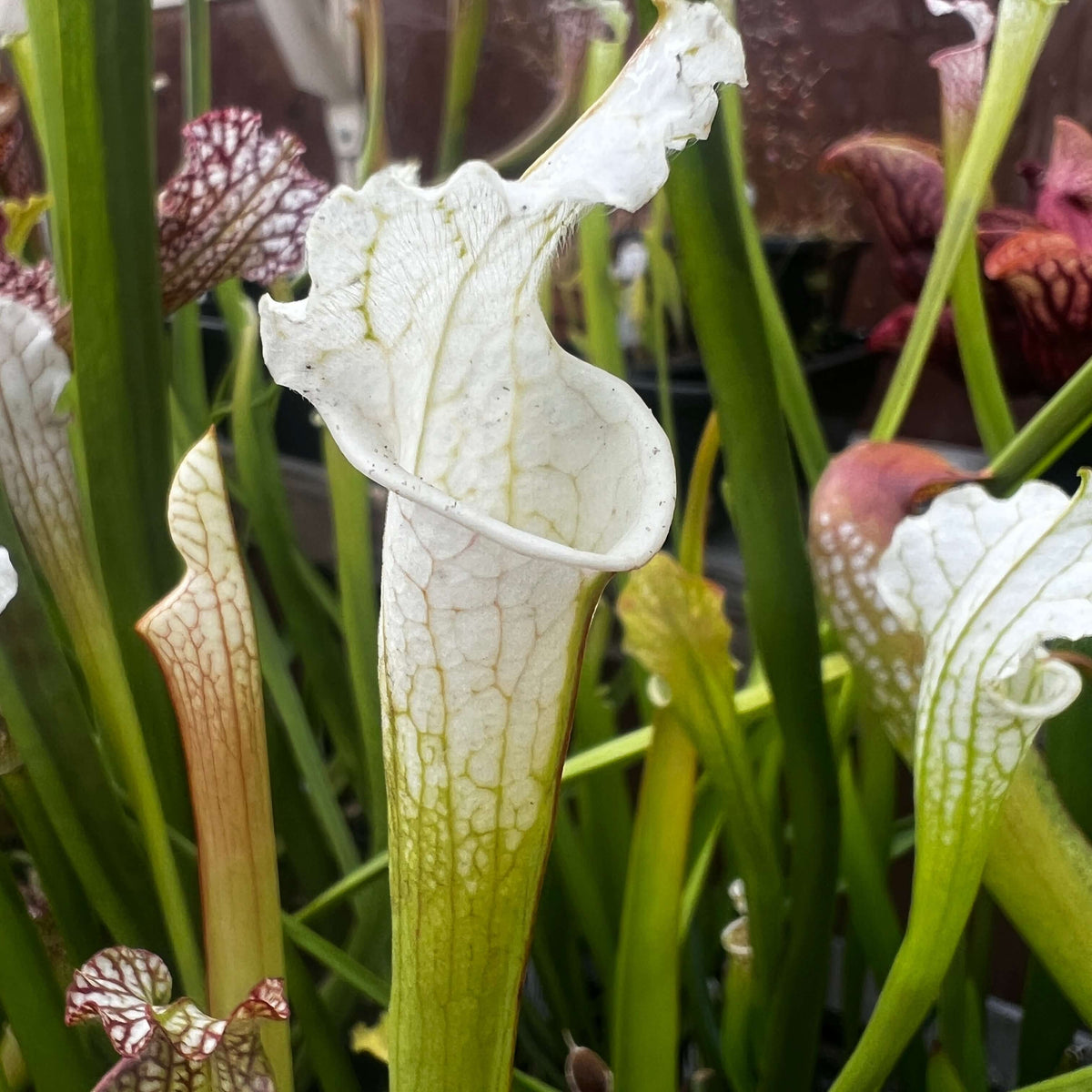 The 7 Varieties of Sarracenia flava - An Introduction