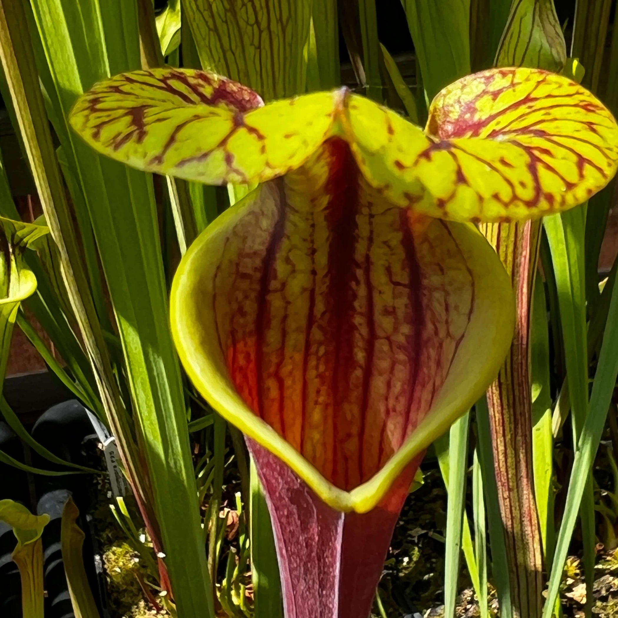 Sarracenia flava var. rubricorpora - Selfed MK (Sumatra, FL)
