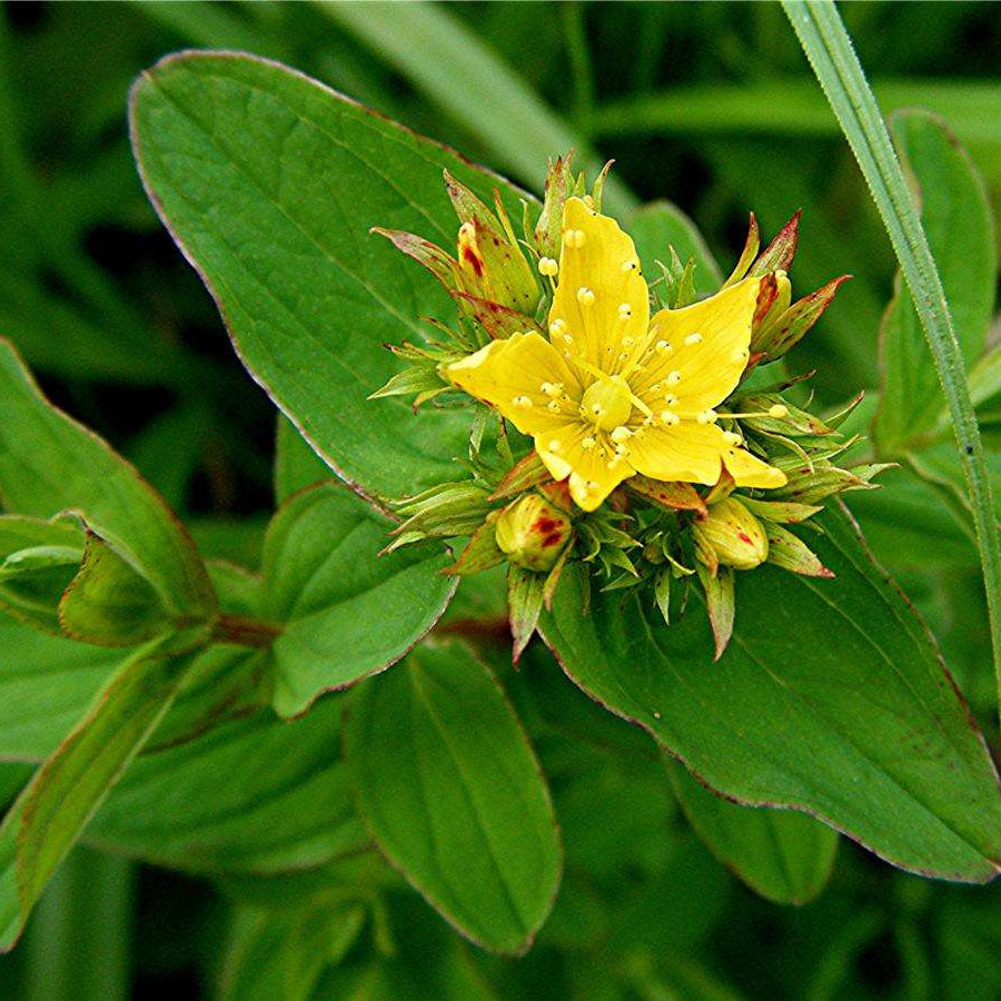 Buy Hypericum perforatum (Perforate St John's-wort) | Yellow Flowers ...