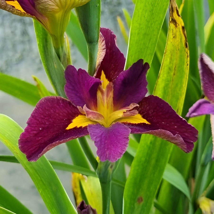 Buy Iris louisiana 'Spicy Cajun' | Yellow Flowers for Spring for Ponds